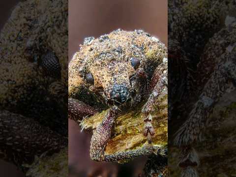 Close up of a Weevil 📸