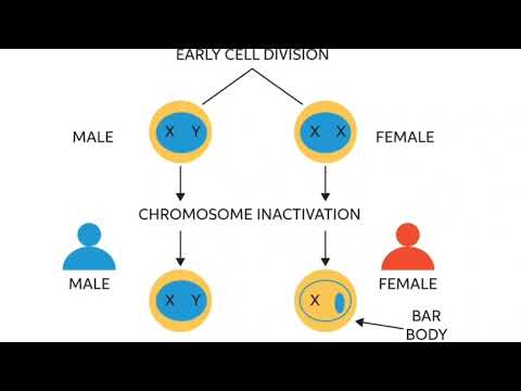 X chromosome -inactivation