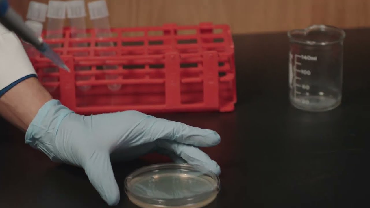 Biotechnology Transformation Video