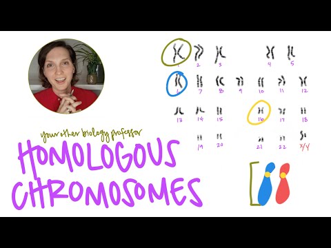 What Are Homologous Chromosomes?