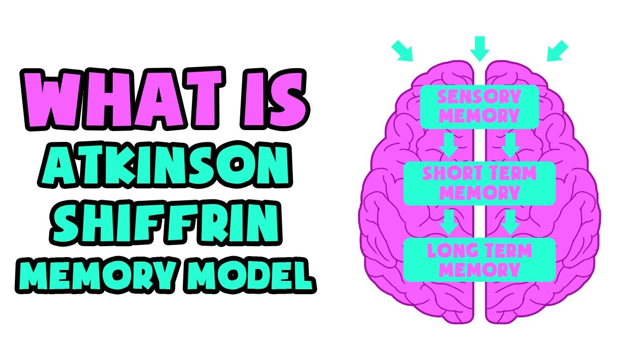 What is Atkinson–Shiffrin Memory Model | Explained in 2 min
