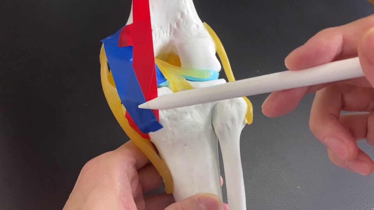 Anatomy of posterior oblique ligament of knee joint (English)