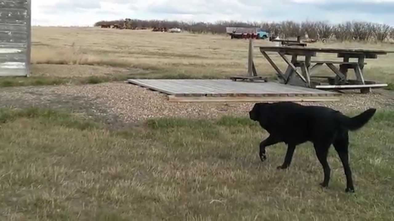 Black Lab pointer holding 90 second point