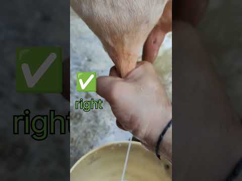 best milking method #cow #dairyfarming #buffalo#ytshorts #youtube #yt