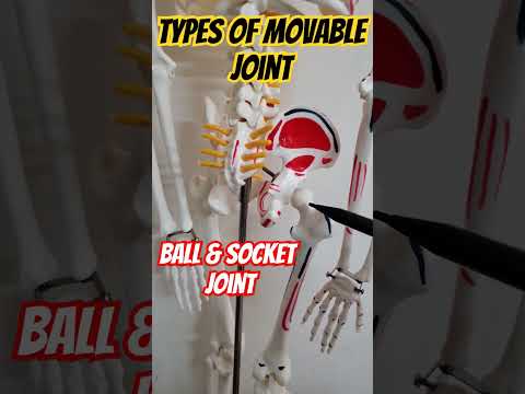 Types of Joints in human skeleton #anatomy #biology biol