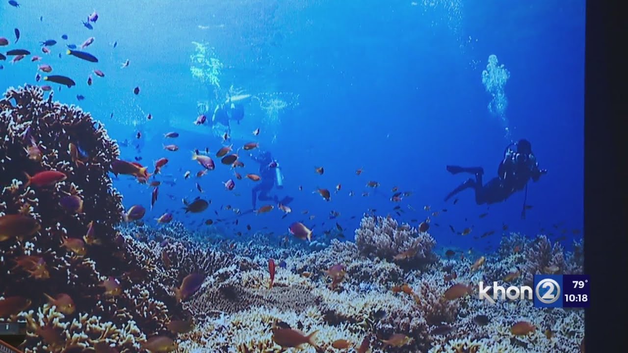 Bishop Museum dives deep with new ocean exhibit