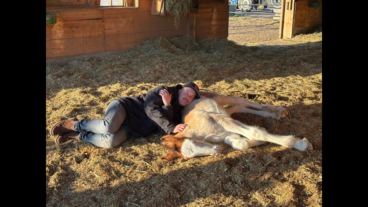 Feeding Our Clydesdales at Sunset + Bath Time for Baby Foal EquiKnox