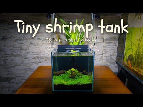2-gallon shrimp tank (New tank set up)