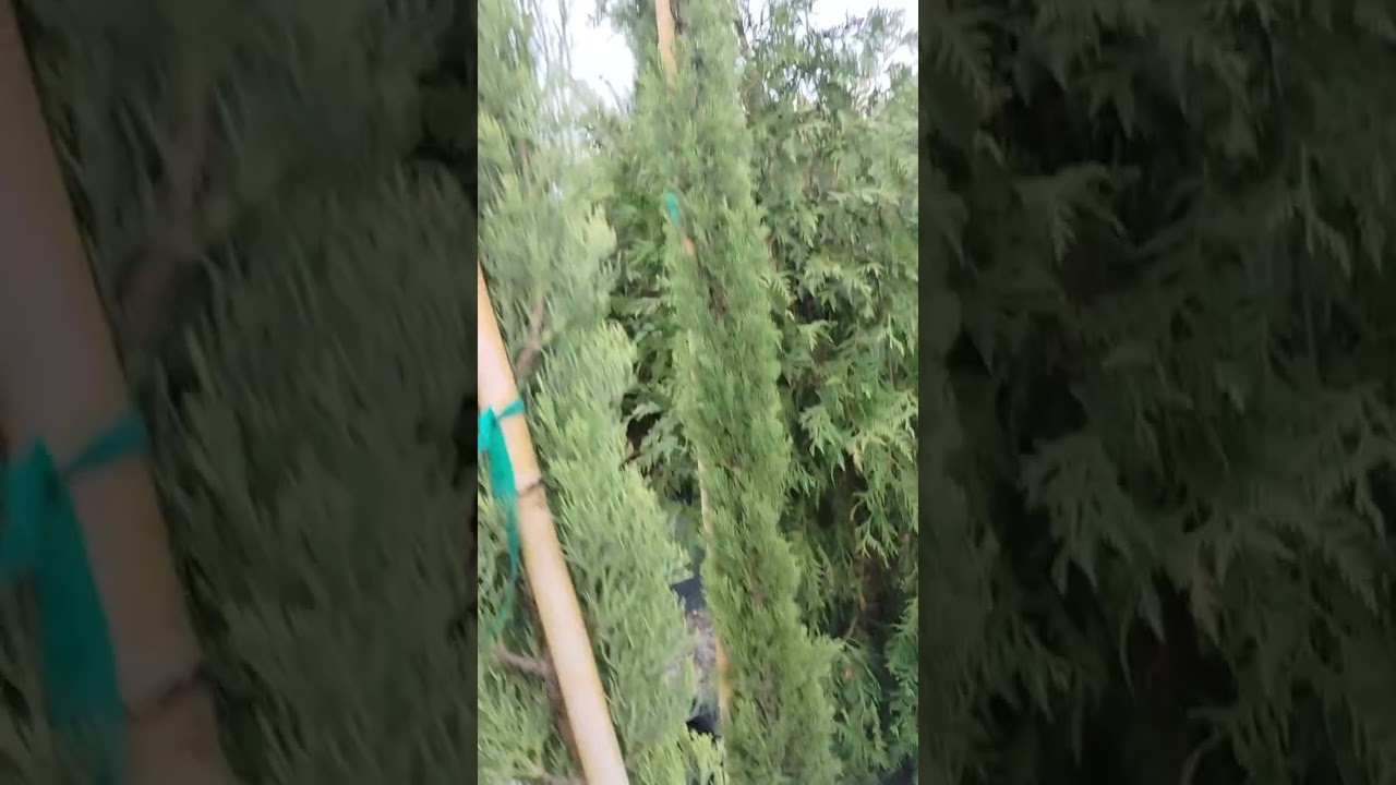 Creative Environments landscapes 🌴 Tropical plants