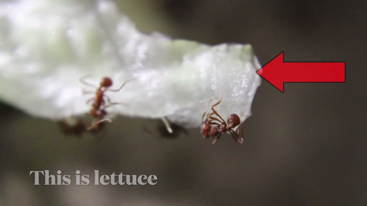 acromyrmex versicolor