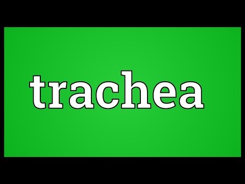 Trachea Meaning