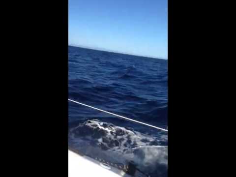 Hunter 27 sailing