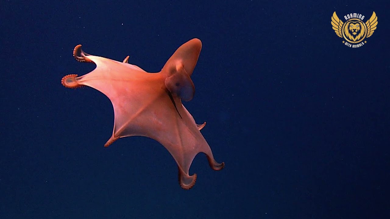 5 Terrifying Facts About Vampire Squid!