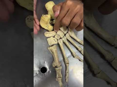 NAVICULAR ANATOMY| NAVICULAR BONY FEATURES| FOOT ANATOMY