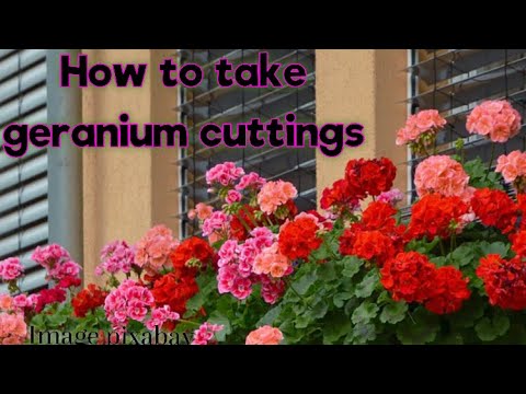 how to propagate geraniums via cuttings uk