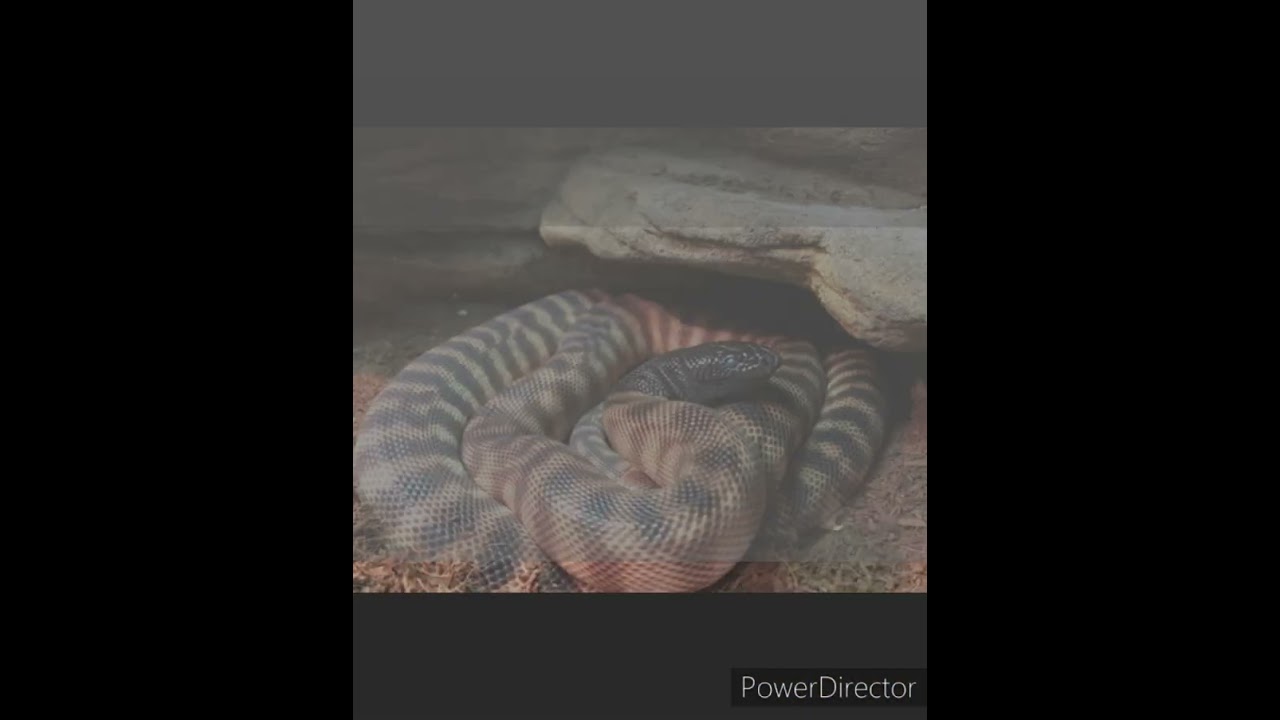 Olive python vs black headed python who would win