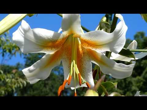 Lilies -- Grandmom's Lilies at Charlestown Farm