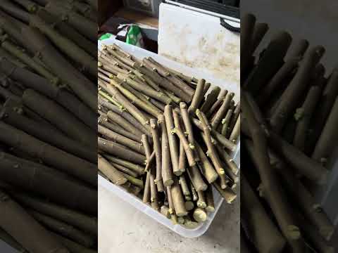 How to Grow Fruit Trees from Cuttings: EASY Step-by-Step Guide (Sand Propagation Method)