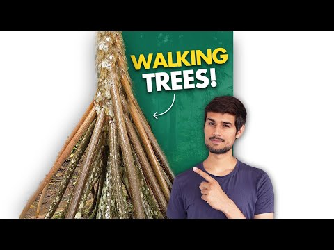 These Trees can Walk!