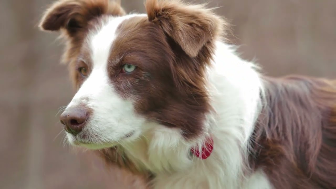 The Surprising Science Behind a Dog's Third Eyelid
