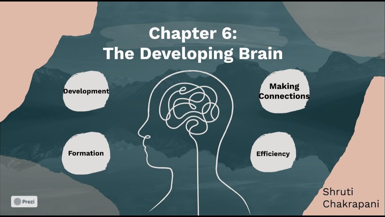 Chapter 6 : The Developing Brain