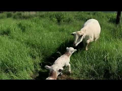 Bonus Angus Farm / National Sheep Improvement Program
