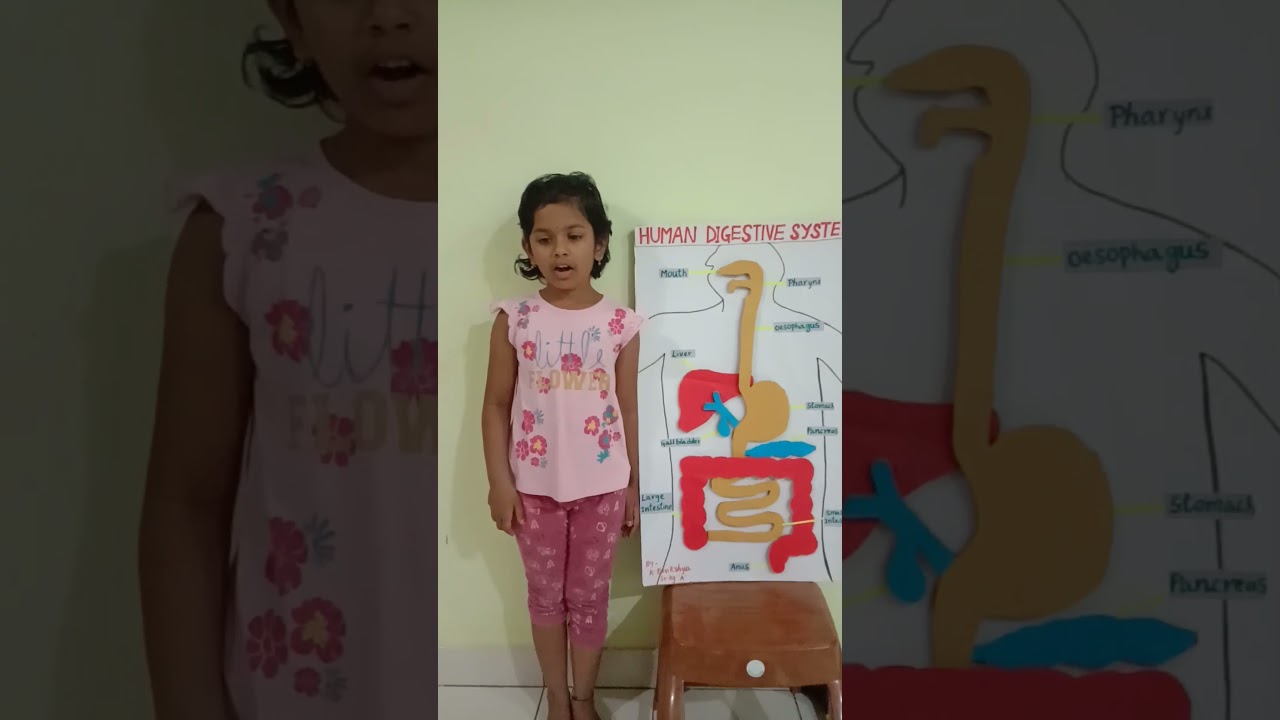 digestive system project for kids / cardboard digestive system