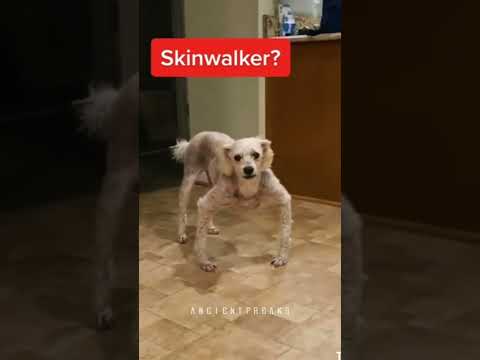Skinwalker π?? #shorts #scary #skinwalkers