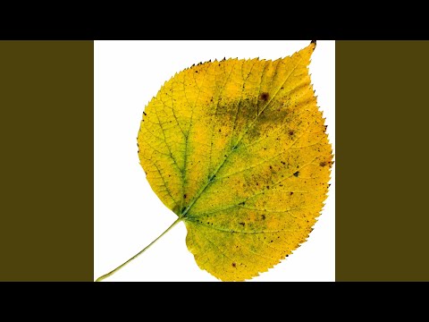 Oqia Root