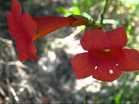 Campsis grandiflora----Orange Trumpet Vine