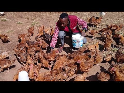 NEVER GIVE UP, upcoming profitable improved kienyeji chicken farming in Kenya 🇰🇪
