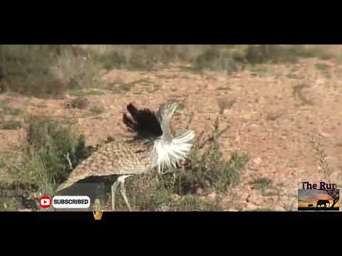 Houbara bustard || Bustard, Chapter- 23 || The Rup