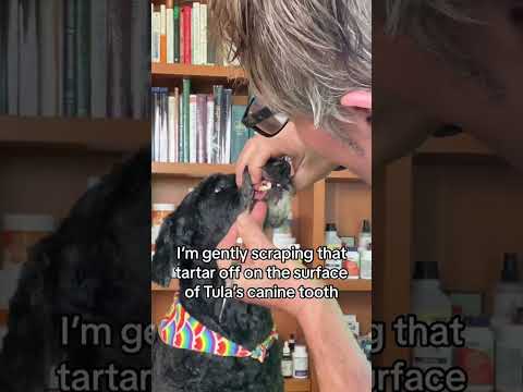 Dog dental hack! At home dog dental scaling