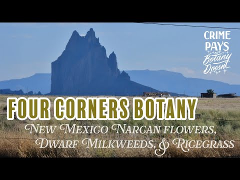 Four Corners Botany - New Mexico Narcan Flowers, Dwarf Milkweeds & Indian Ricegrass at Dusk