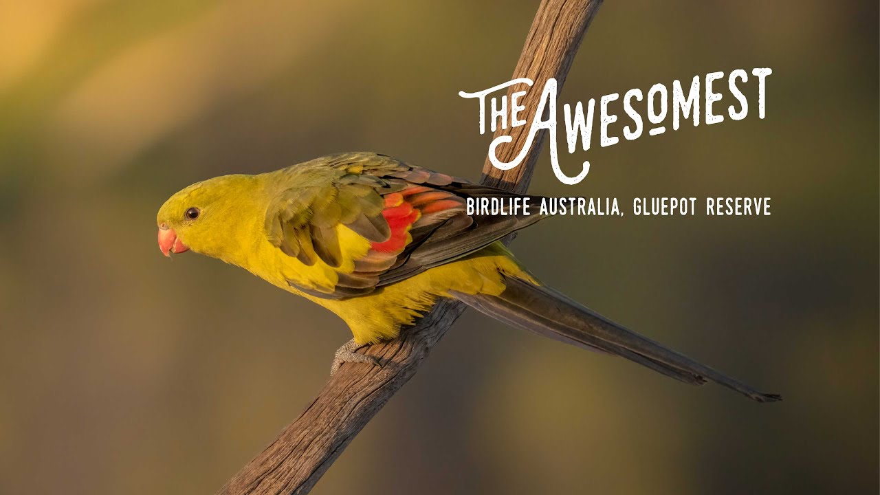 Gluepot Reserve | Going bird watching