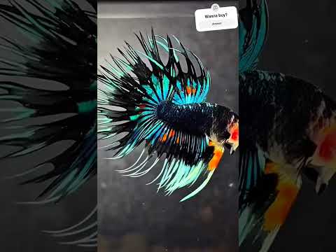 Super rare betta fish. Exotic breed. Exclusive