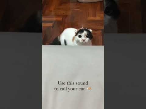Use this Sound to Call Your Cat 🐈