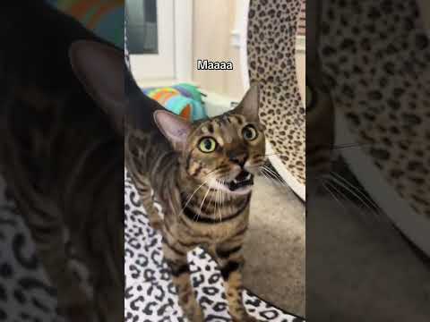 bengal language is subtitle #cat