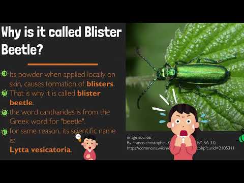 What Is Spanish Fly? | Why It's Called the Blister Beetle (Cantharidin Poison)
