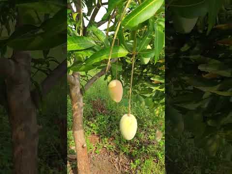 Kesar 🥭 Mango | Mango 🥭 Farm Harvest 2023