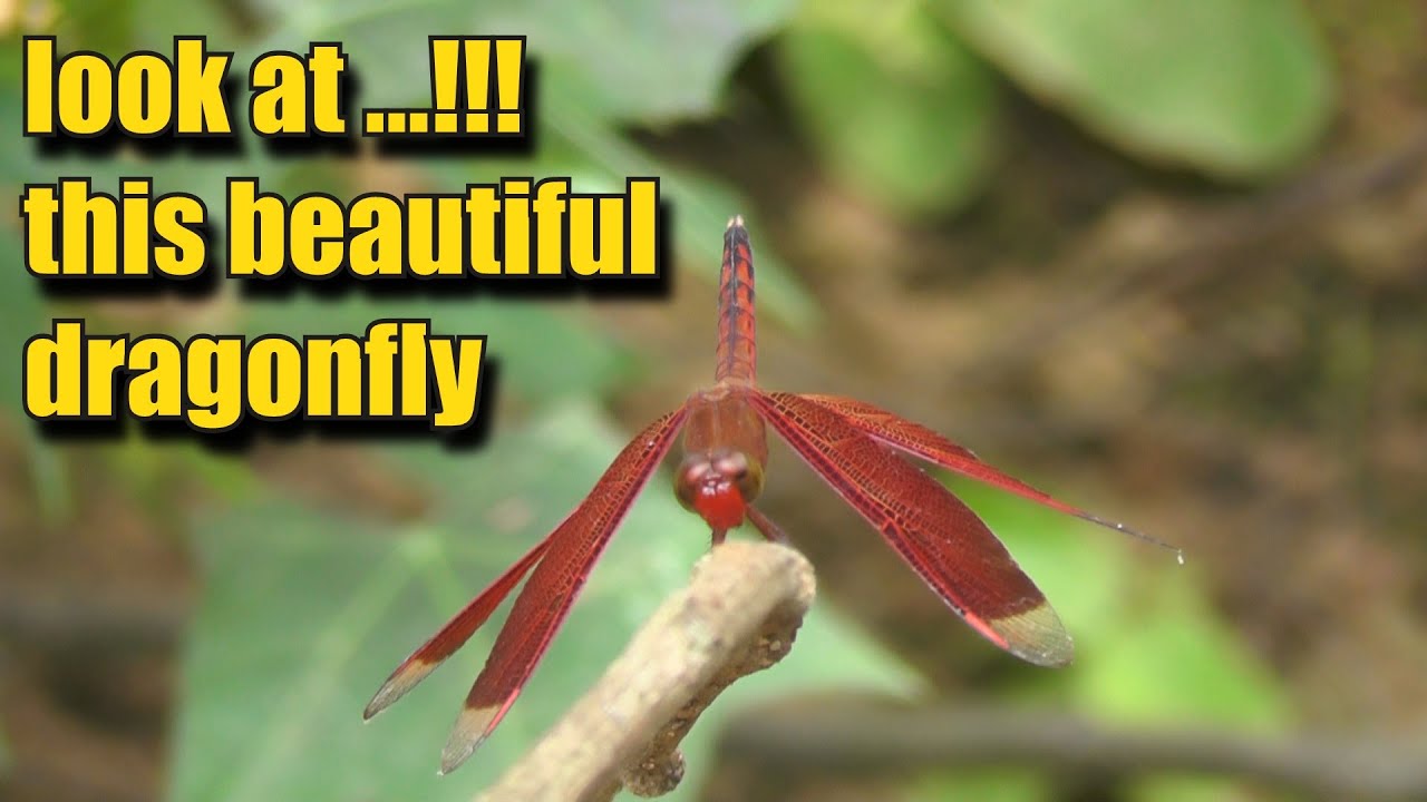 Dragonfly for poetry background