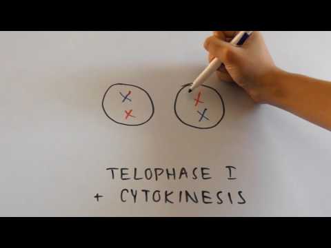 Meiosis