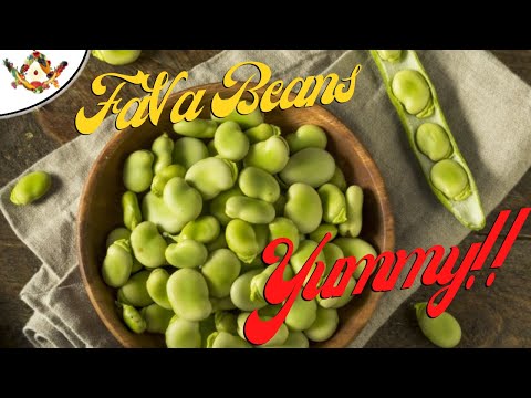 You Can Eat Raw Fava Beans For a Simple and Yummy Snack