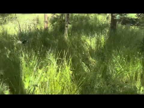 South Central Airsoft Game Day 07.07.2024 First ever Airsoft game in Redditch #airsoft #ukairsoft