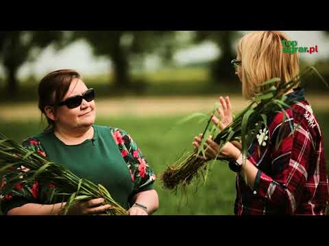 Pogotowie polowe TAP: Choroby w zbożach szaleją – kiedy i czym wykonać zabieg?