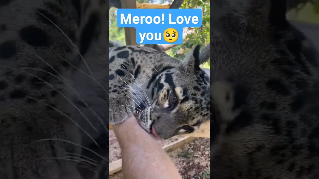 Clouded leopard Showing love #lepard #animals #youtubeshorts #pets #cat