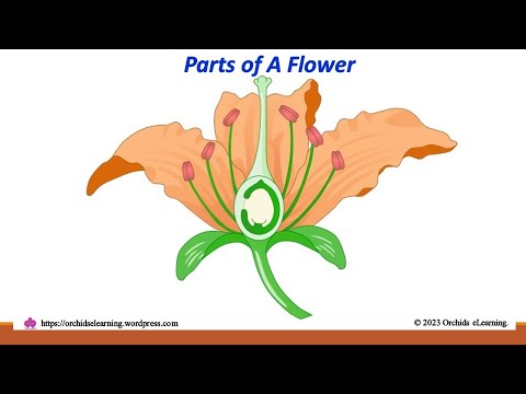 Parts of Flower and their functions | Important Parts of Flower ...
