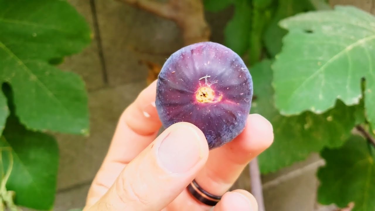 Our 5-Year-Old Black Mission Fig's Amazing Harvest Hacks!