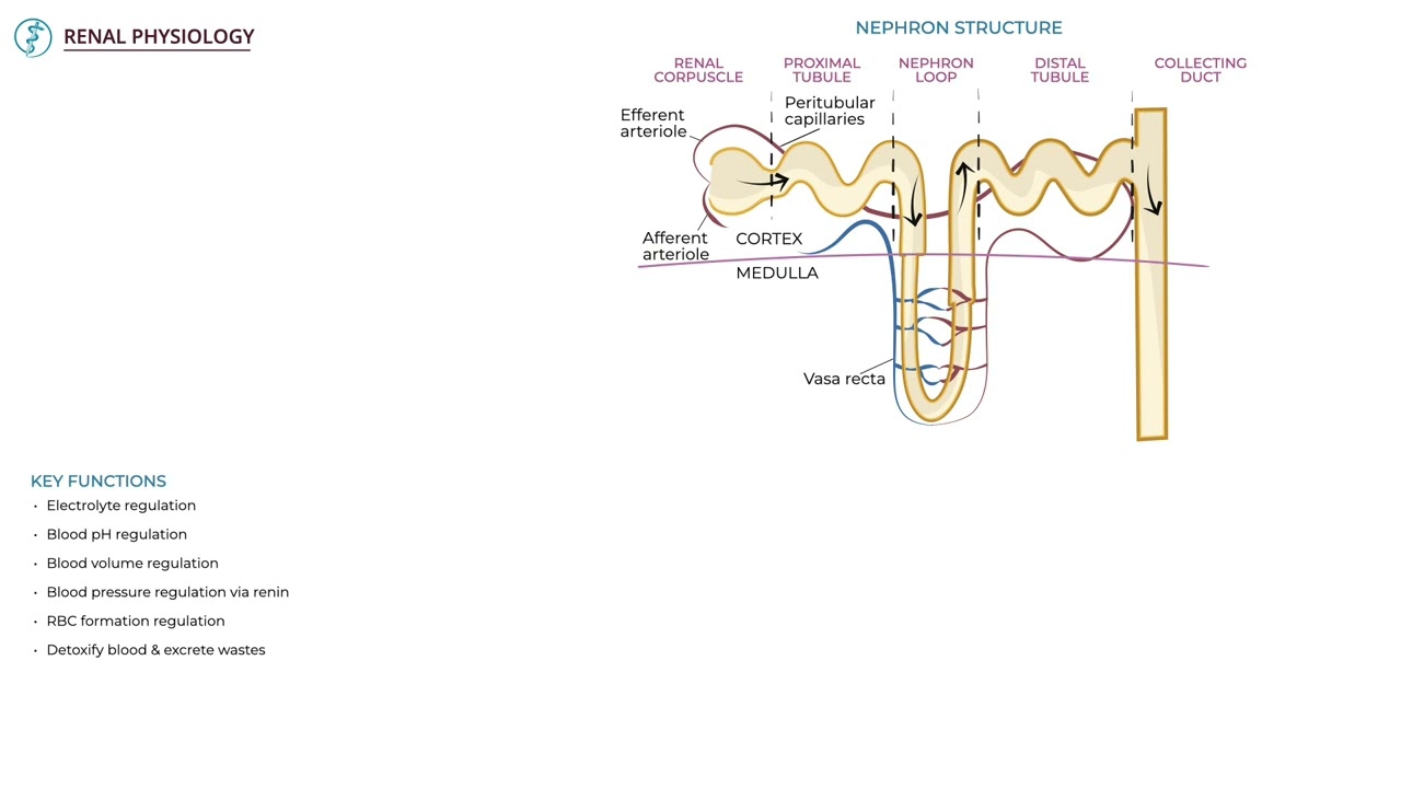 Renal Physiology by Ditki, Medical & Biological Sciences