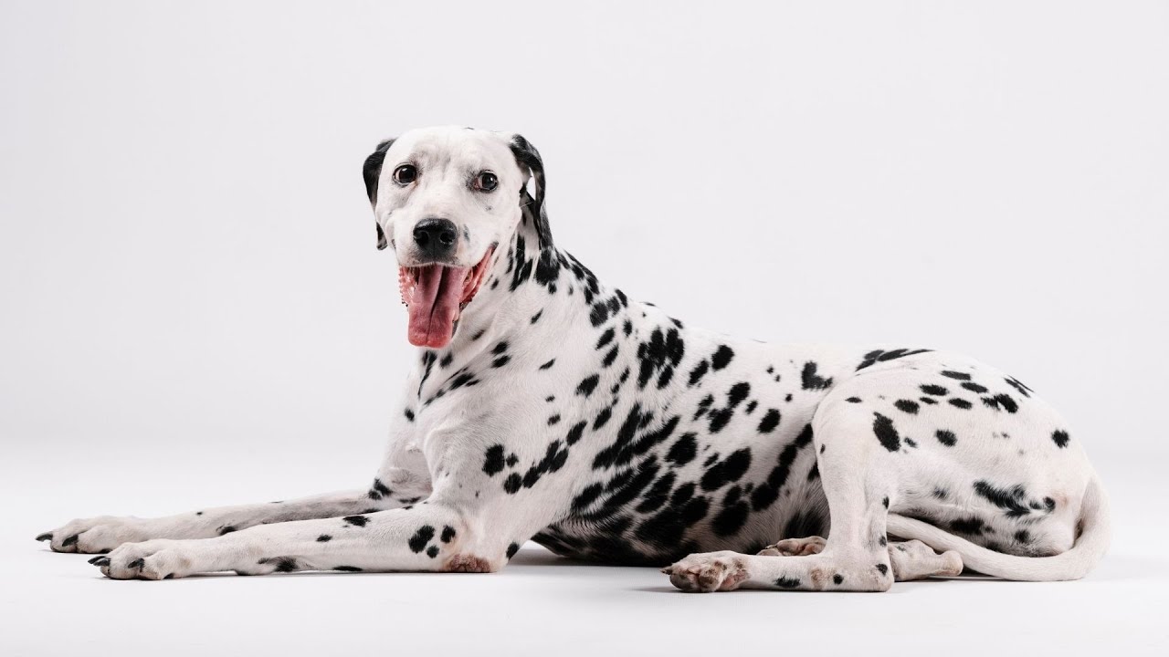 The Fascinating History of the Dalmatian Breed
